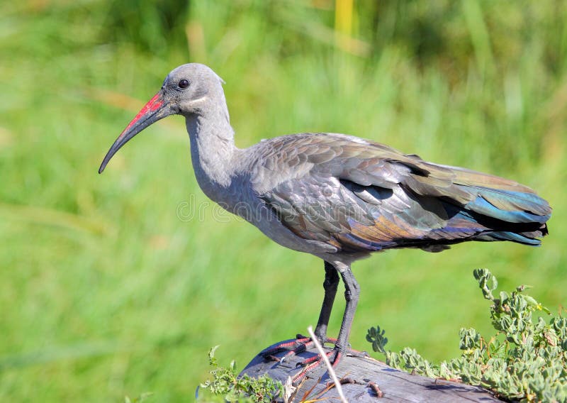 Hadeda Ibis (Bostrychia Hagedash) Stock Photo - Image of south, wild ...