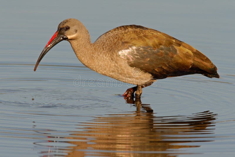 Hadeda Ibis stock photo. Image of claw, natural, flies - 1692456