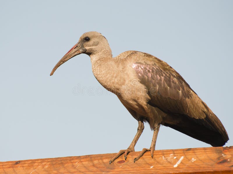 302 Hadeda Ibis Stock Photos - Free & Royalty-Free Stock Photos from ...