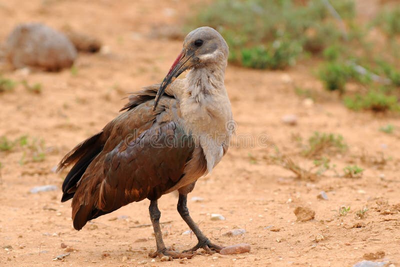 Hadeda ibis stock photo. Image of hadeda, addo, brown - 8527196