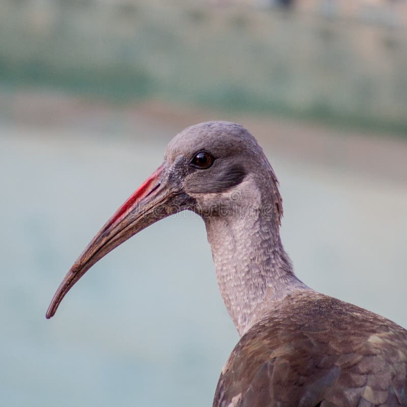 Hadeda or Ibis bird stock image. Image of beak, animal - 31390349
