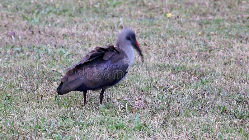 Hadeda Ibis Bird stock video. Video of bird, digging - 44191681