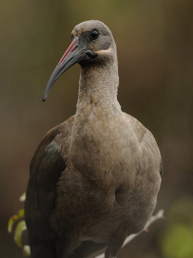 Hadeda Ibis (Bostrychia Hagedash) Stock Image - Image of animals ...