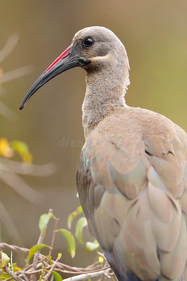 Hadeda Ibis (Bostrychia Hagedash) Stock Photo - Image of south, wild ...