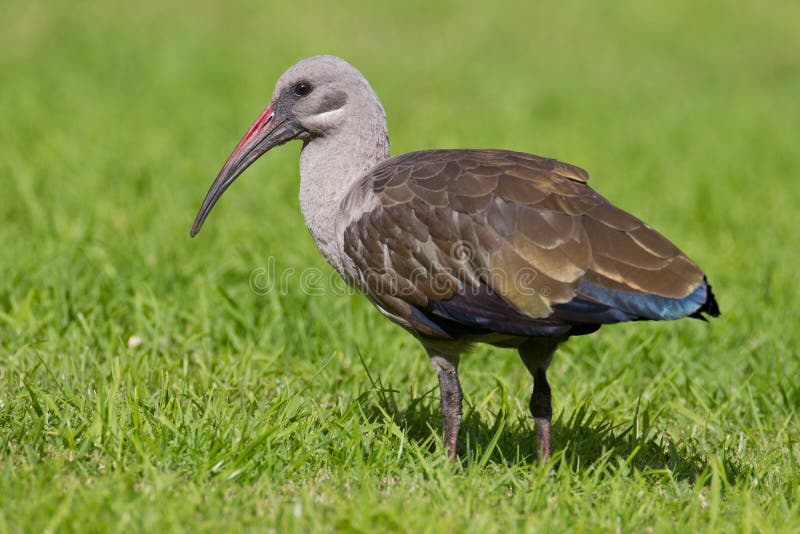 Hadeda Ibis (hagedash Do Bostrychia) Foto de Stock - Imagem de ...