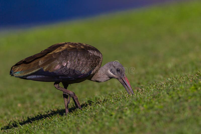 Hadedah Ibis Bird Digging stock photo. Image of detail - 26959096
