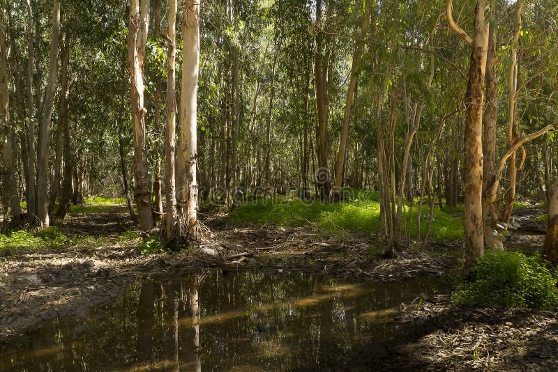 Hadera forest Israel stock photo. Image of trees, water - 68391110