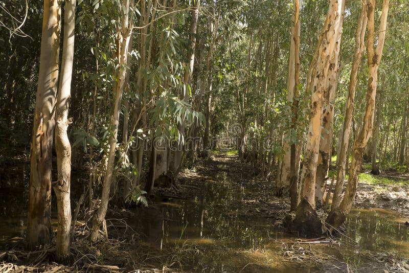 Hadera forest Israel stock photo. Image of rain, tree - 66963630