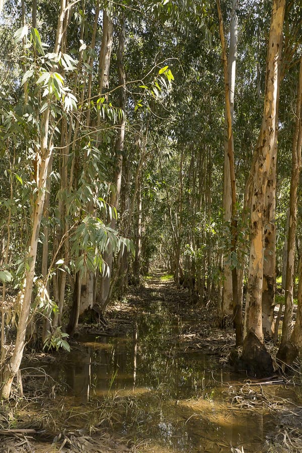Hadera forest Israel stock photo. Image of trees, water - 68391110