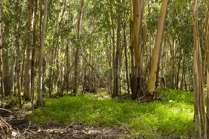 Hadera forest Israel stock photo. Image of hadera, plants - 68391340