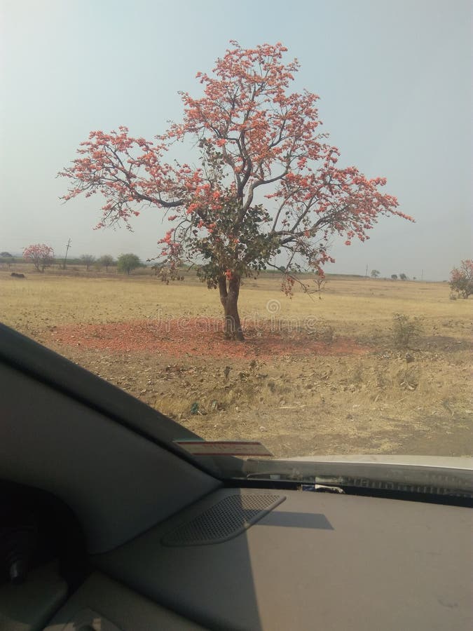 Hadga tree stock image. Image of flowered, summer, hadga - 123252507