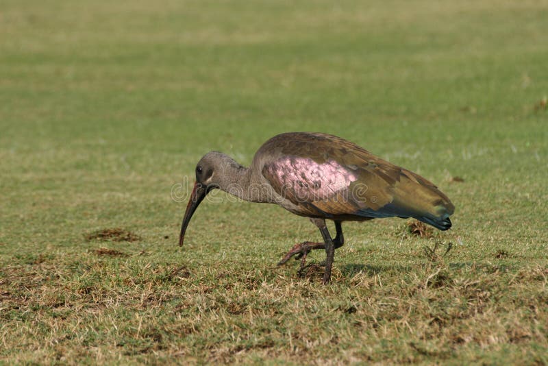 Hadida stock image. Image of hadida, green, grass, bird - 10182741