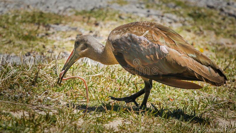 Bird Eats Snake Stock Photos - Free & Royalty-Free Stock Photos from ...