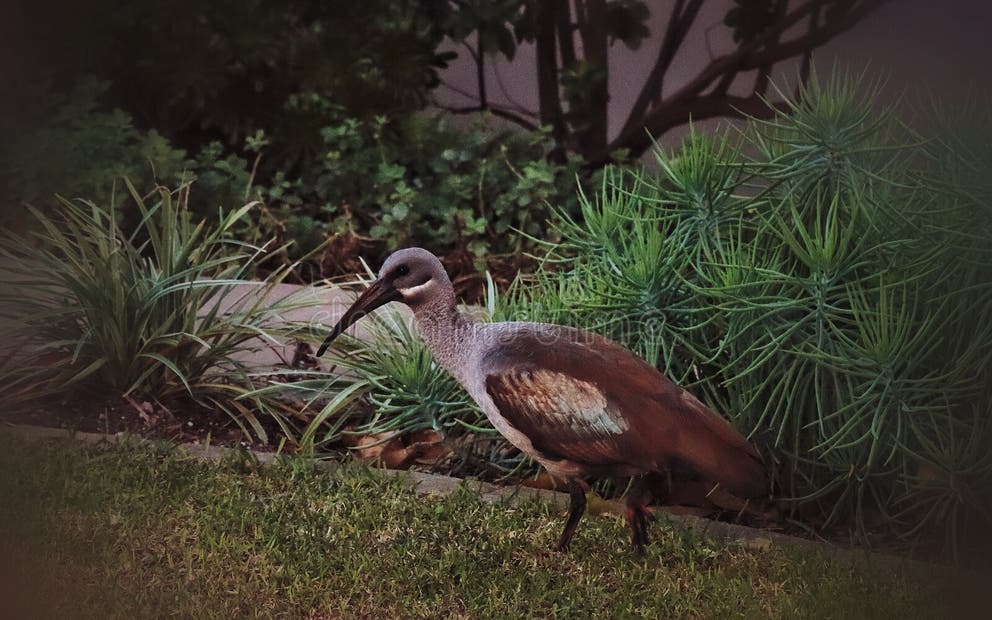 Hadida Strolling through My Garden Stock Photo - Image of bird, animal ...