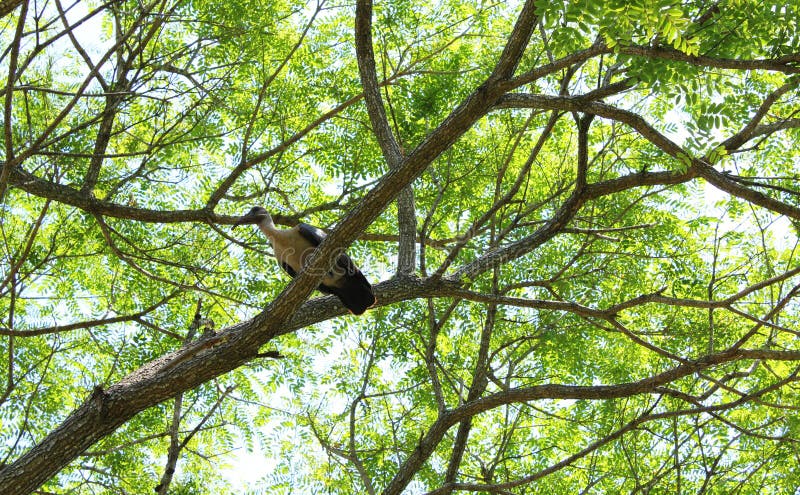 Hadidah in Tree stock image. Image of beak, tree, green - 16783983