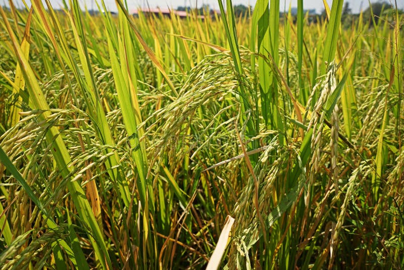 Rice Panicle at Flowering Stage Stock Image - Image of green ...