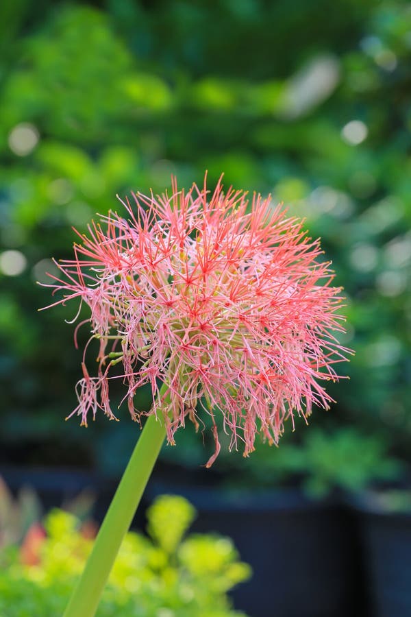 Haemanthus Multiflorus (Tratt.) Martyn or Blood Lily Bulb Stock Image ...
