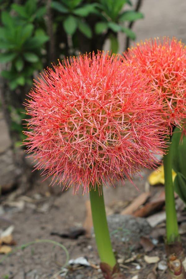 X28 Haemanthus Multiflorus Stock Photos - Free & Royalty-Free Stock ...