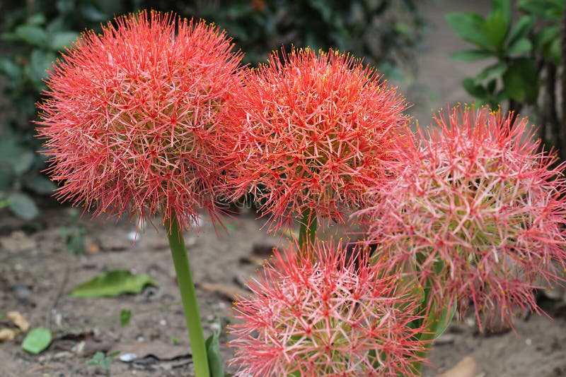 Haemanthus Multiflorus (Tratt.) Martyn-Blood Lily Flower. Stock Photo ...