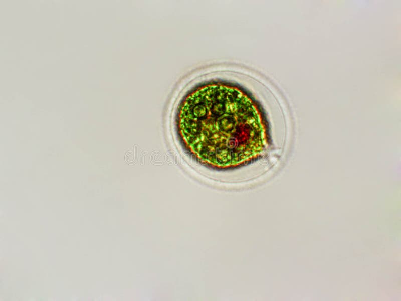 Haematococcus Pluvialis Algae Under Microscopic View - Vegetative Cell ...