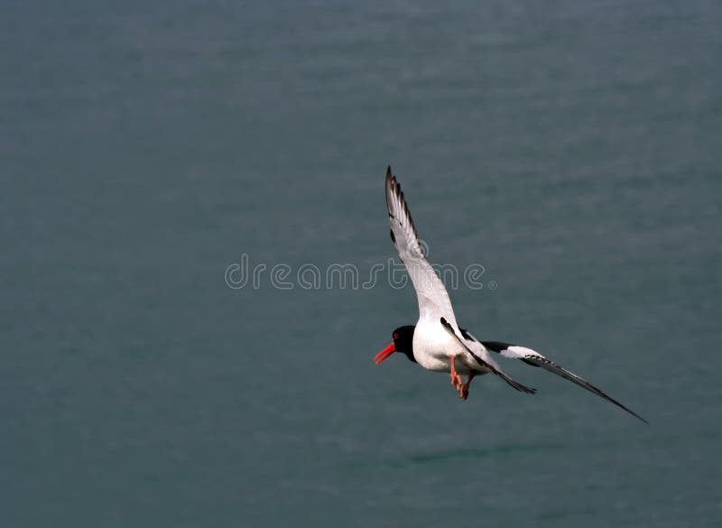 Strandskata - Haematopusostralegus Arkivfoto - Bild av barn, vild: 43630978