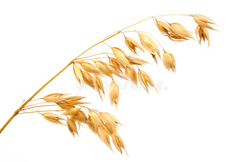 Hafer stockbild. Bild von kern, landwirtschaft, nahrhaft - 14057591