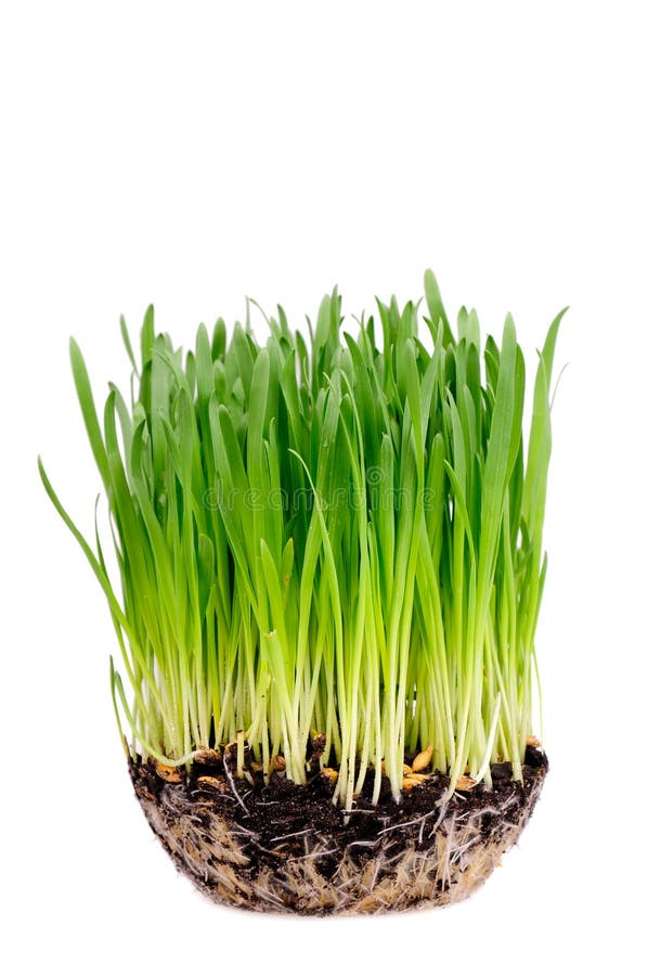 Hafer Stockfotos und Bilder - Laden Sie 173,674 lizenzfreie Fotos herunter