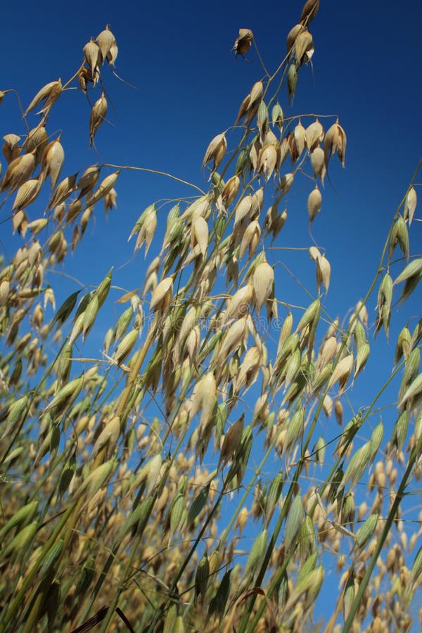 Hafer Stockfotos und Bilder - Laden Sie 173,674 lizenzfreie Fotos herunter