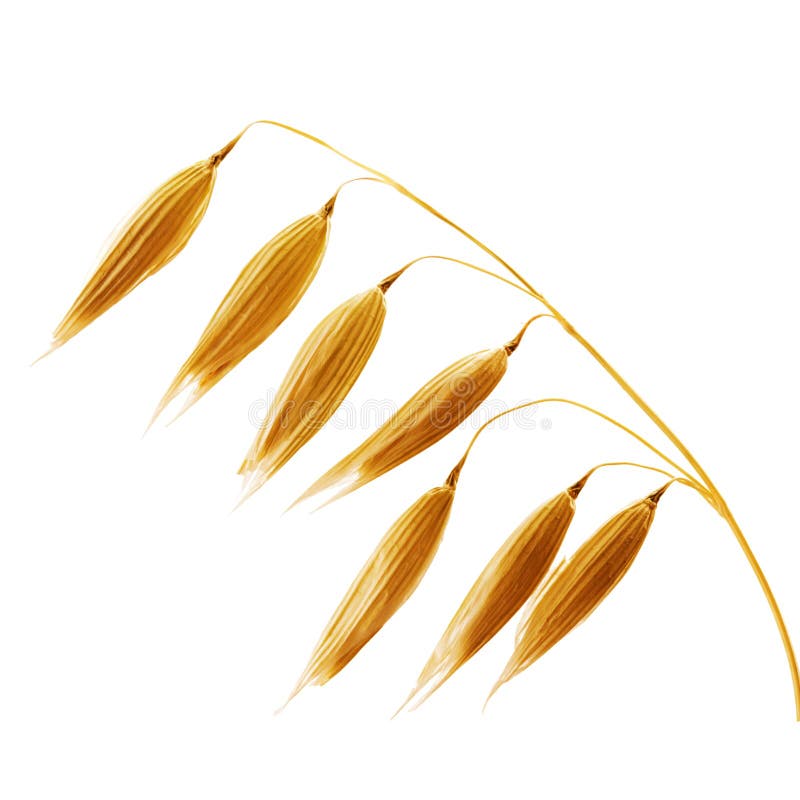 Hafer stockfoto. Bild von landwirtschaft, nahaufnahme - 55610556