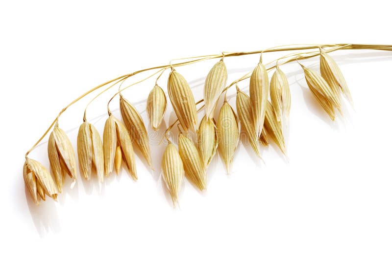 Hafer stockfoto. Bild von landwirtschaft, nahaufnahme - 55610556