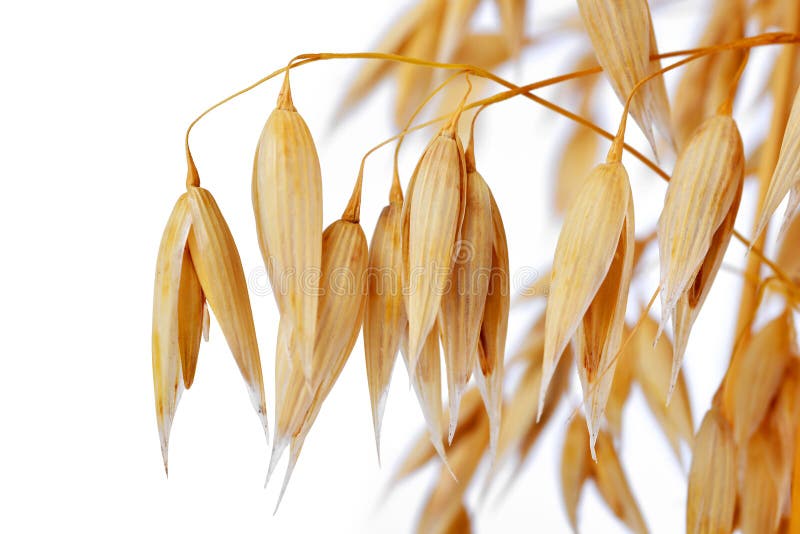 Hafer stockbild. Bild von produkt, kulturell, getrennt - 61479439