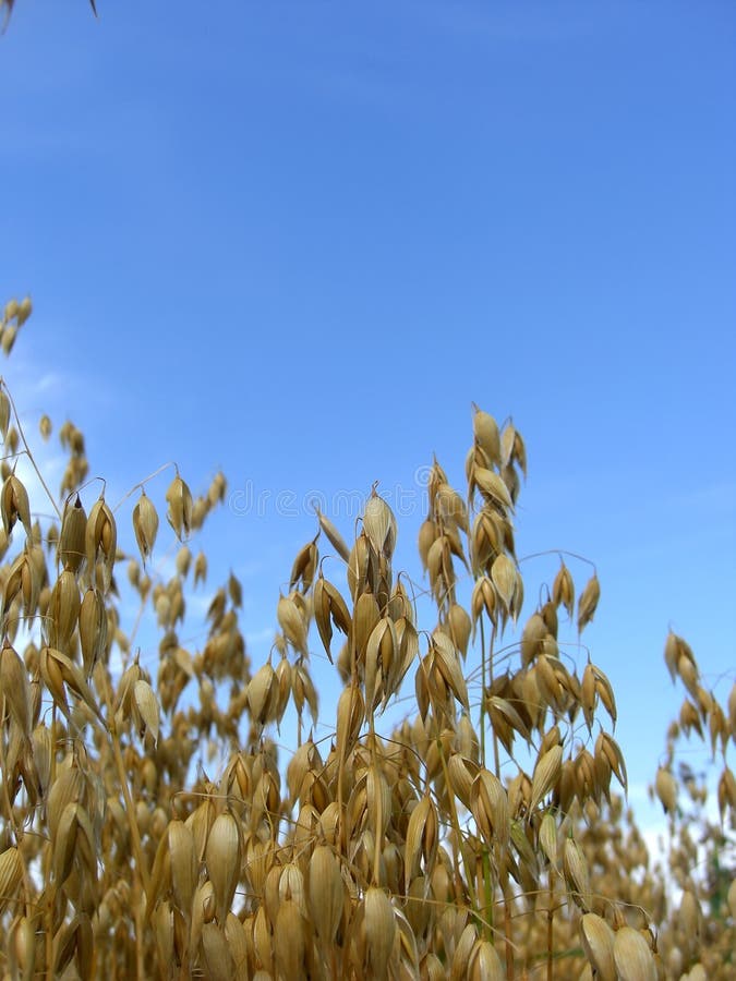 Hafer stockbild. Bild von bild, ripes, hafer, landwirtschaft - 6464627