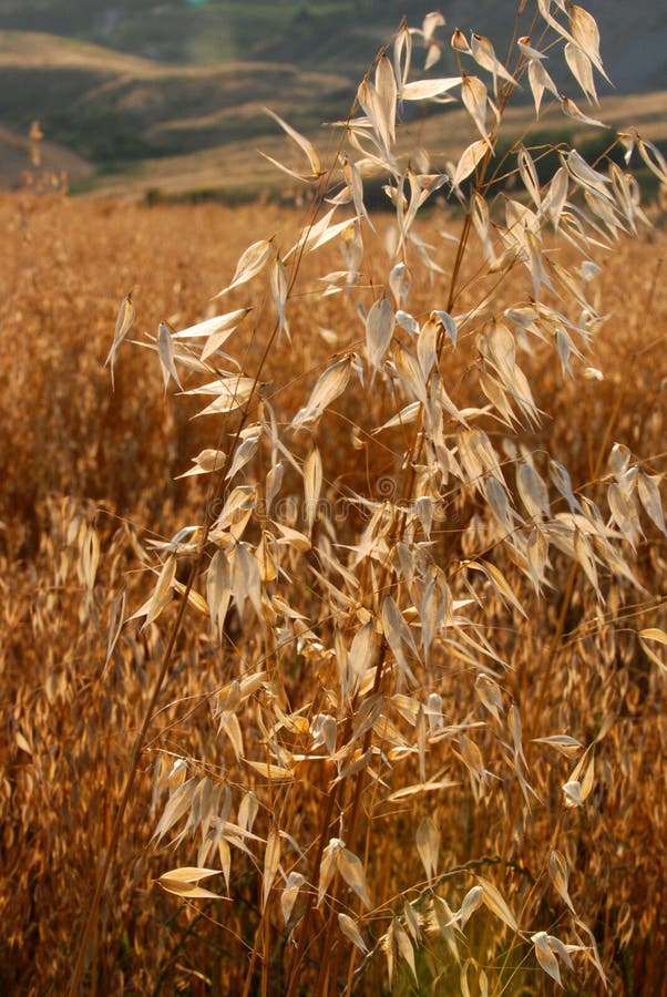 Haferfelder am Sonnenuntergang Stockbild - Bild von pflegen, gerste ...