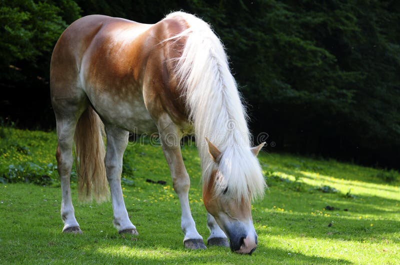 Running haflinger horse stock image. Image of horse, pony - 802899