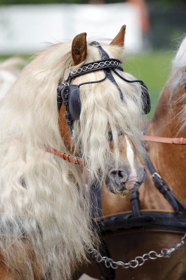 Braided Horse Mane with Red Bows Stock Photo - Image of number, colors ...