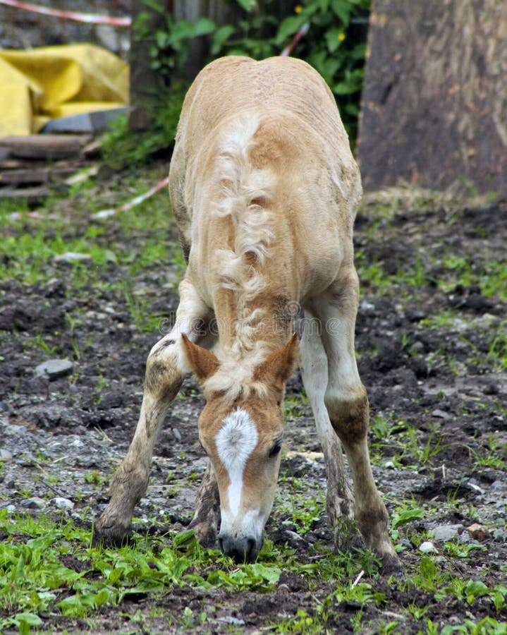 Haflinger horse stock photo. Image of ride, tail, haflinger - 49309428