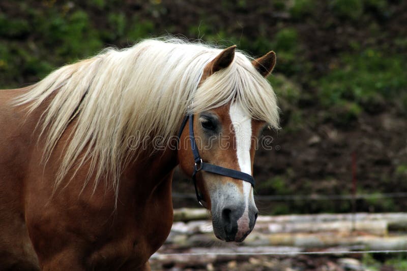 Haflinger mare stock image. Image of black, haflinger - 49622397