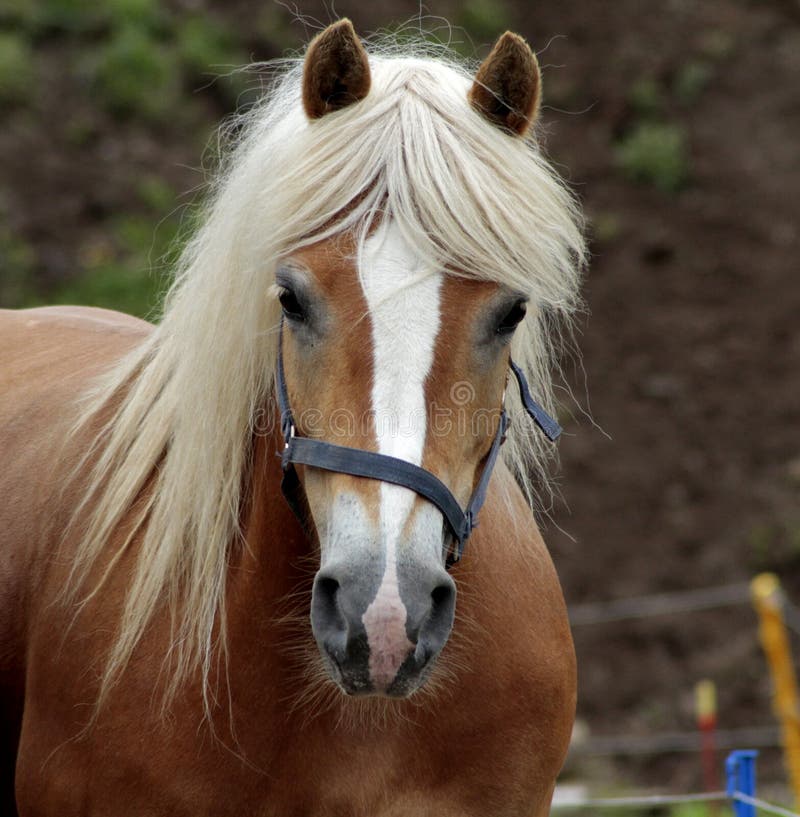 Haflinger horse stock photo. Image of mane, mare, farm - 49309528