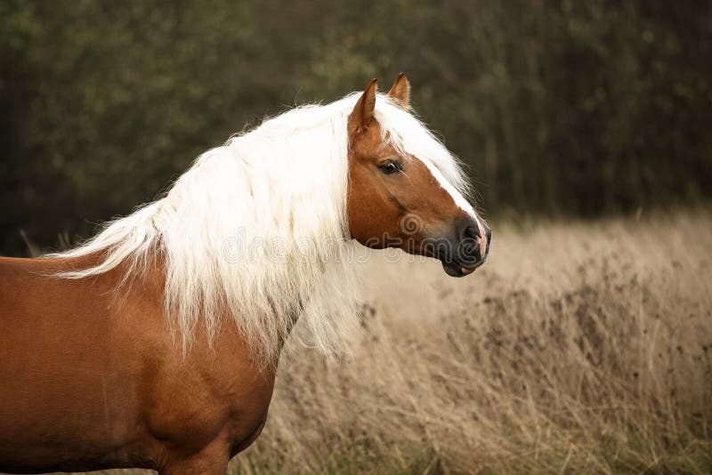 Haflinger stock photo. Image of horse, nature, autumn - 32003190