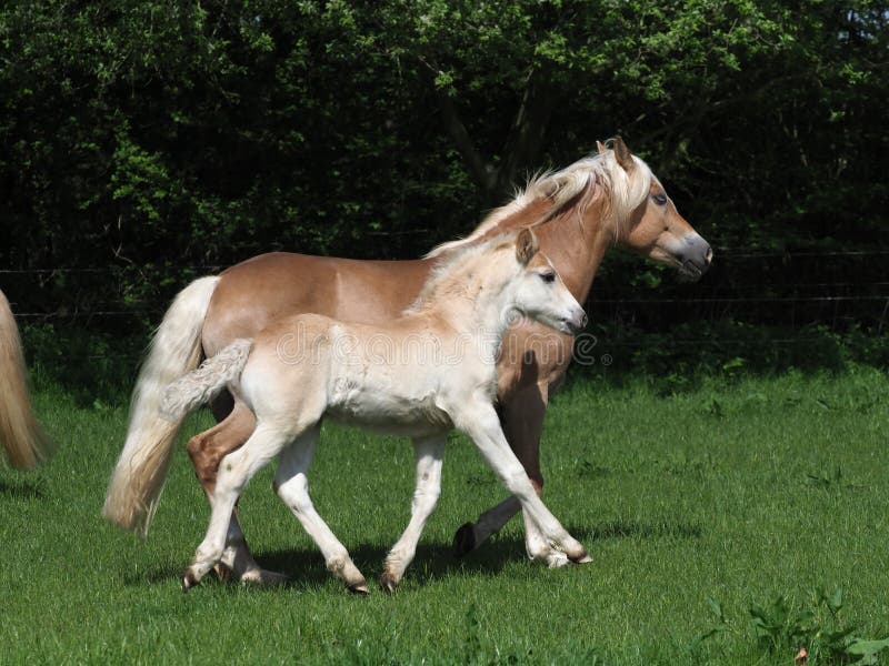 Beautiful Mare and Foal stock image. Image of country - 133652399