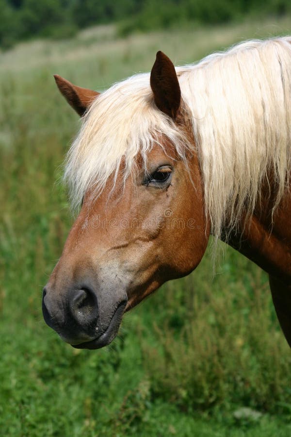 Haflinger Pferd Galoppieren Frei Auf Der Wiese Stockfoto - Bild von ...