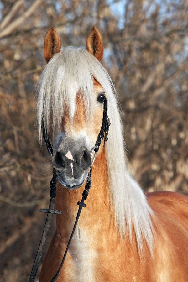 Haflinger-Pferd Im Winterholz Stockfoto - Bild von winterholz, pferd ...