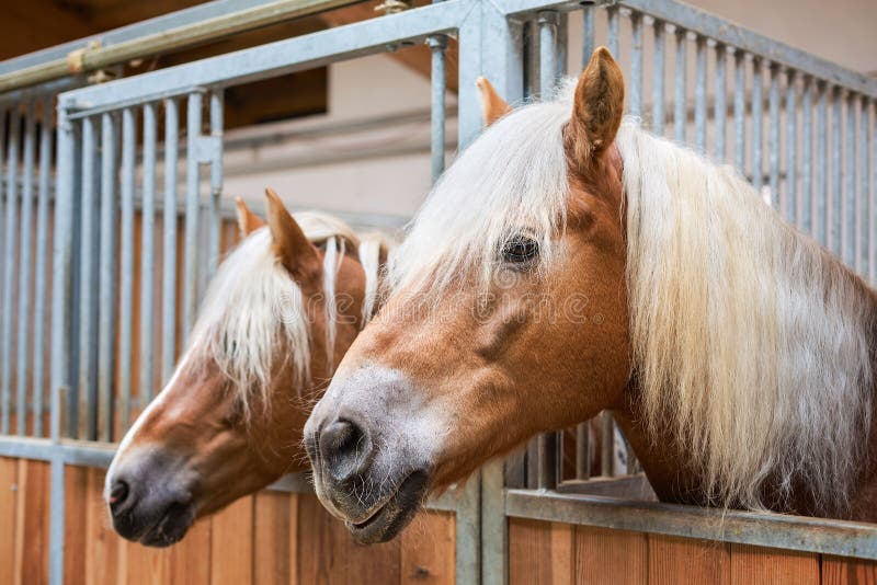 Haflinger-Pferde im Stall stockbild. Bild von sommer - 75635781