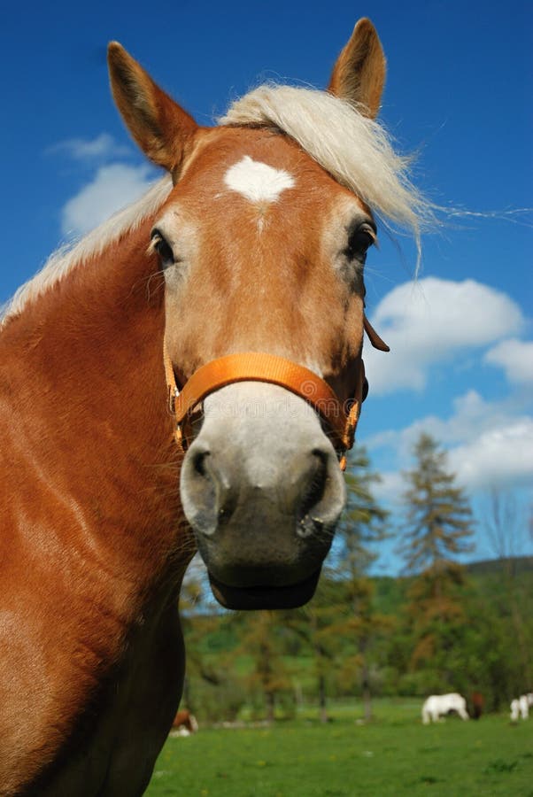 Haflinger-Pferd Wiehert in Den Bergwiesen Voll Des Schnees Stockfoto ...