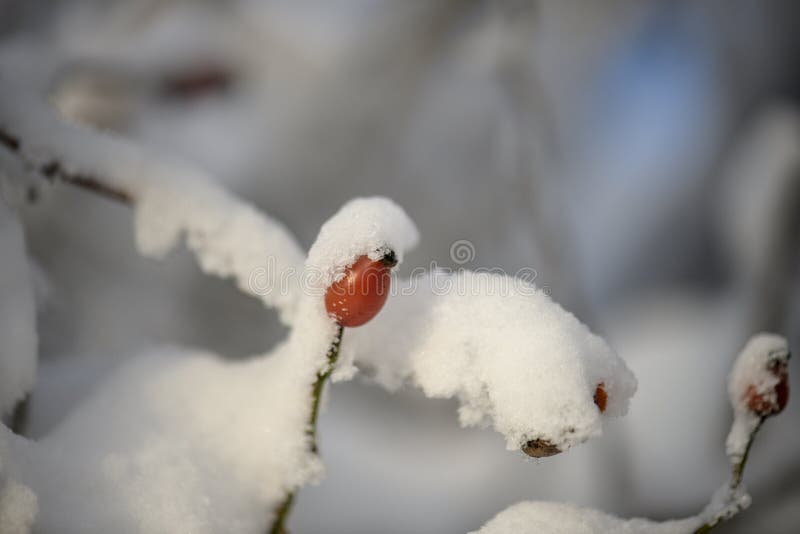 Snowcap Rosa Stock Photos - Free & Royalty-Free Stock Photos from ...