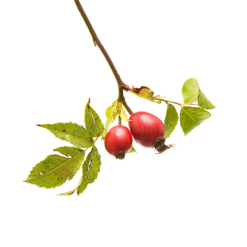 Hagebutten stockfoto. Bild von stieg, zweige, saisonal - 16105520