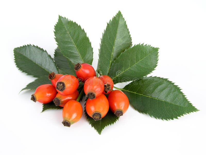Hagebutten stockbild. Bild von vitamin, herbst, grün, hüften - 242731