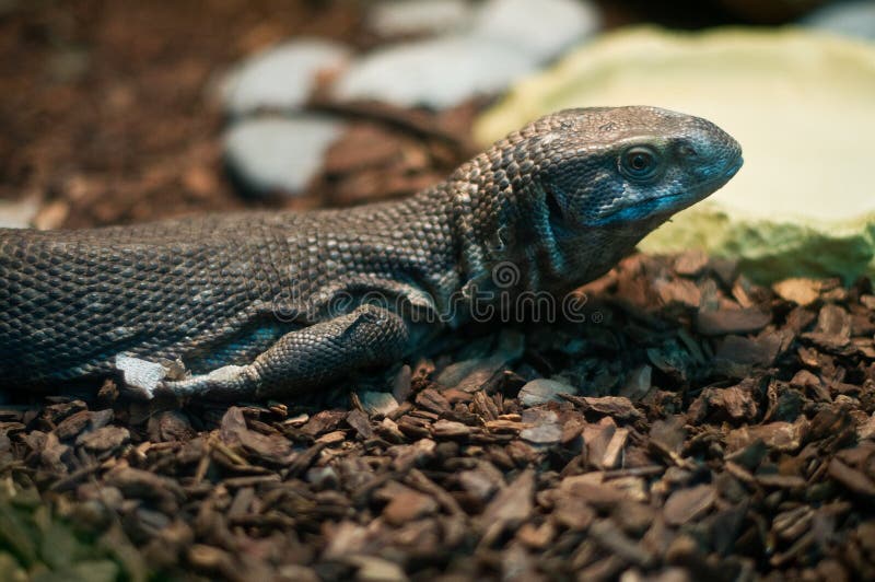 Hagedis stock afbeelding. Image of wildernis, roofdier - 10543347