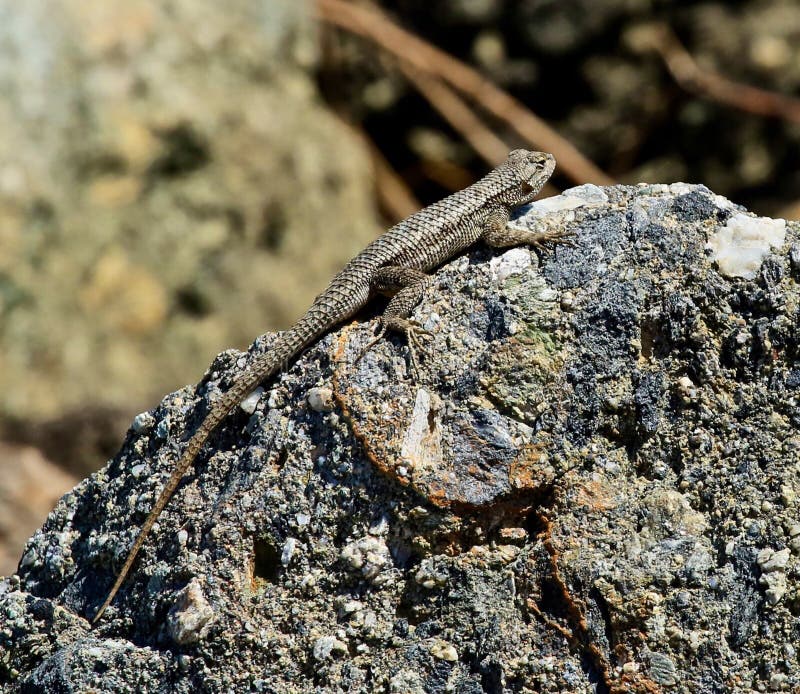 Hagedis stock afbeelding. Image of gecamoufleerd, bruin - 115972717