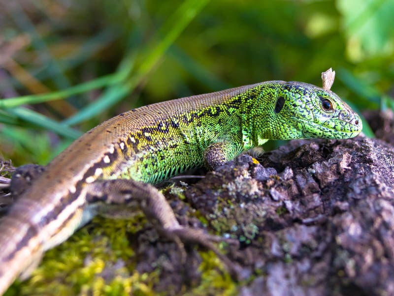 Hagedis stock foto. Image of hagedis, nave, reptiel, huisdieren - 12429584